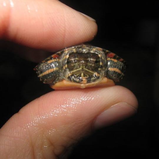 Tiny Turtle – Restless Poet